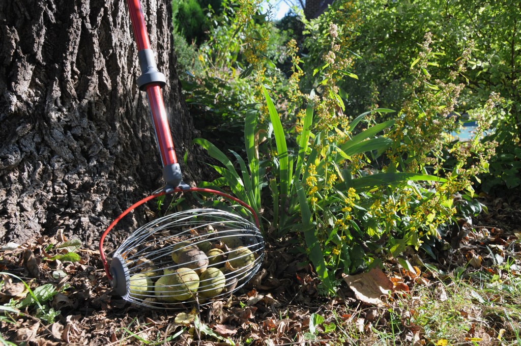 Care for a Black Walnut? | Black Walnut Dispatch